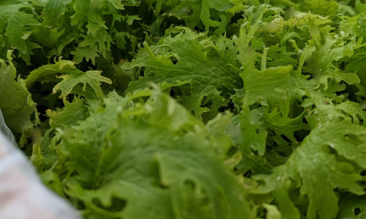 Wasabina Mustard Greens • Farmers Markets To Go